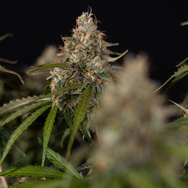 Runtz Ibrido F1 Automatic | Zamnesia Seeds - Zamnesia