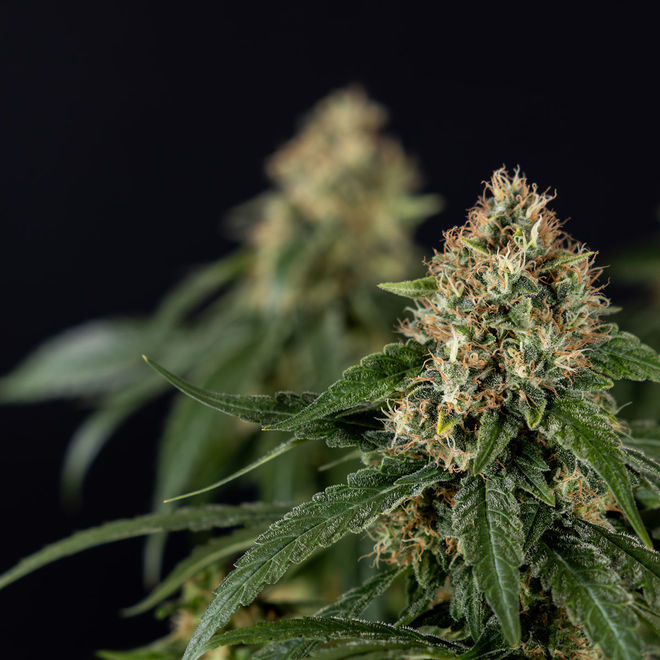 Cosmic Noodles | Zamnesia Seeds