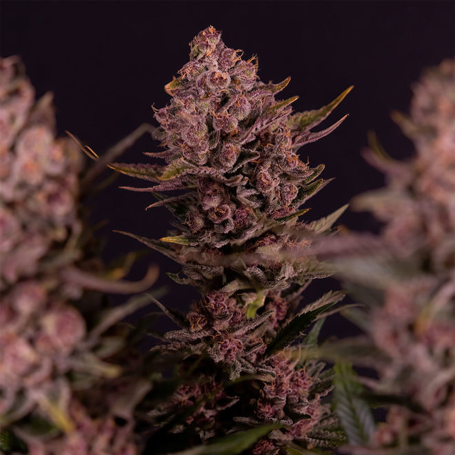 Biscotti | Zamnesia Seeds