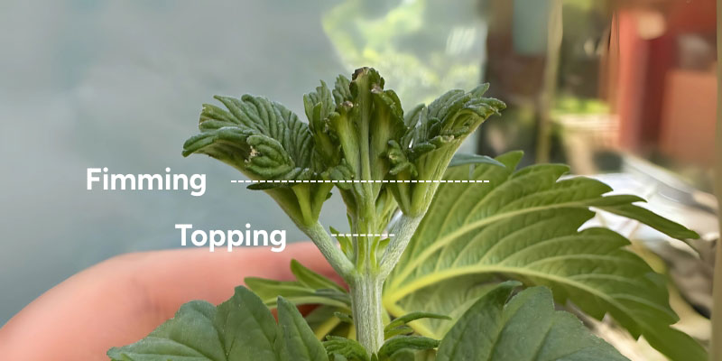 Fimming vs Topping: Qual è il migliore per la cannabis? - Zamnesia